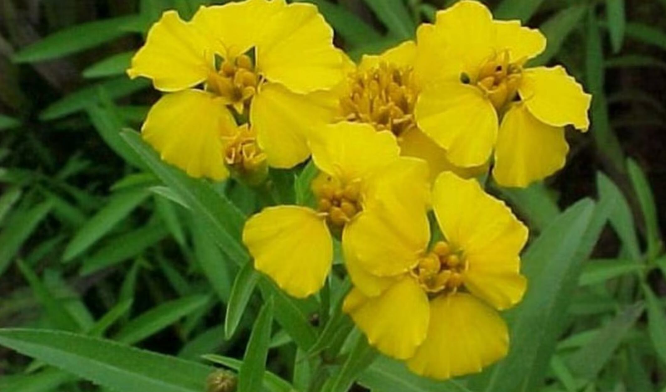 Estos son los 5 beneficios del pericón que no conocías | El Universal ...